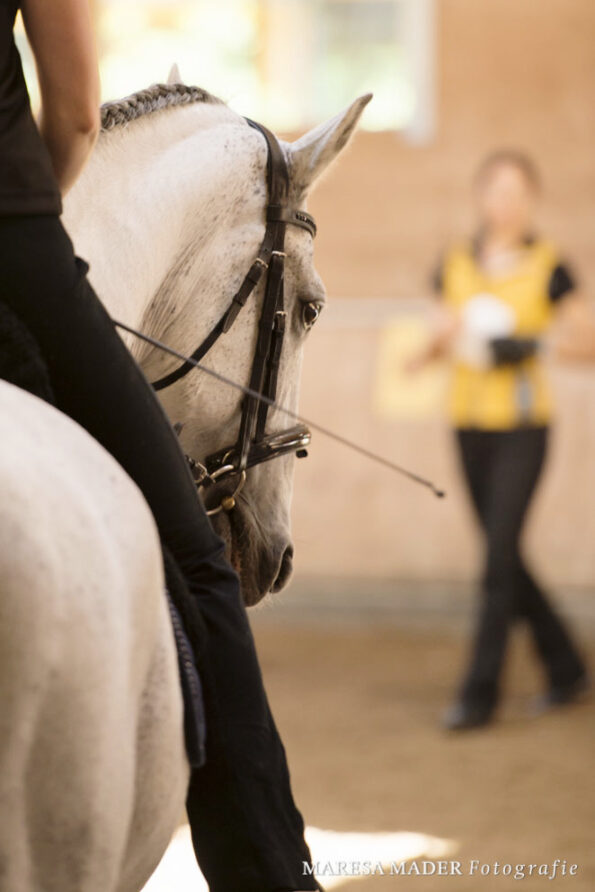 Anja Beran Internationales Ausbildungszentrum für klassische Reitkunst